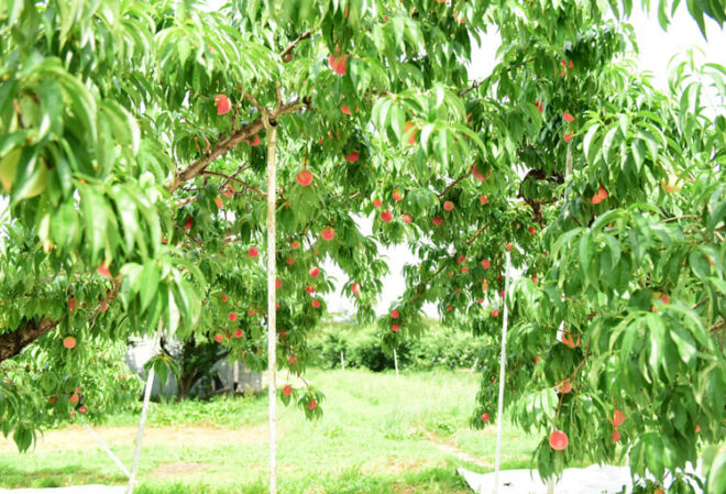 ABE Fruit | 福島市の野菜やくだものが大集結「福島駅前 軽トラ市」